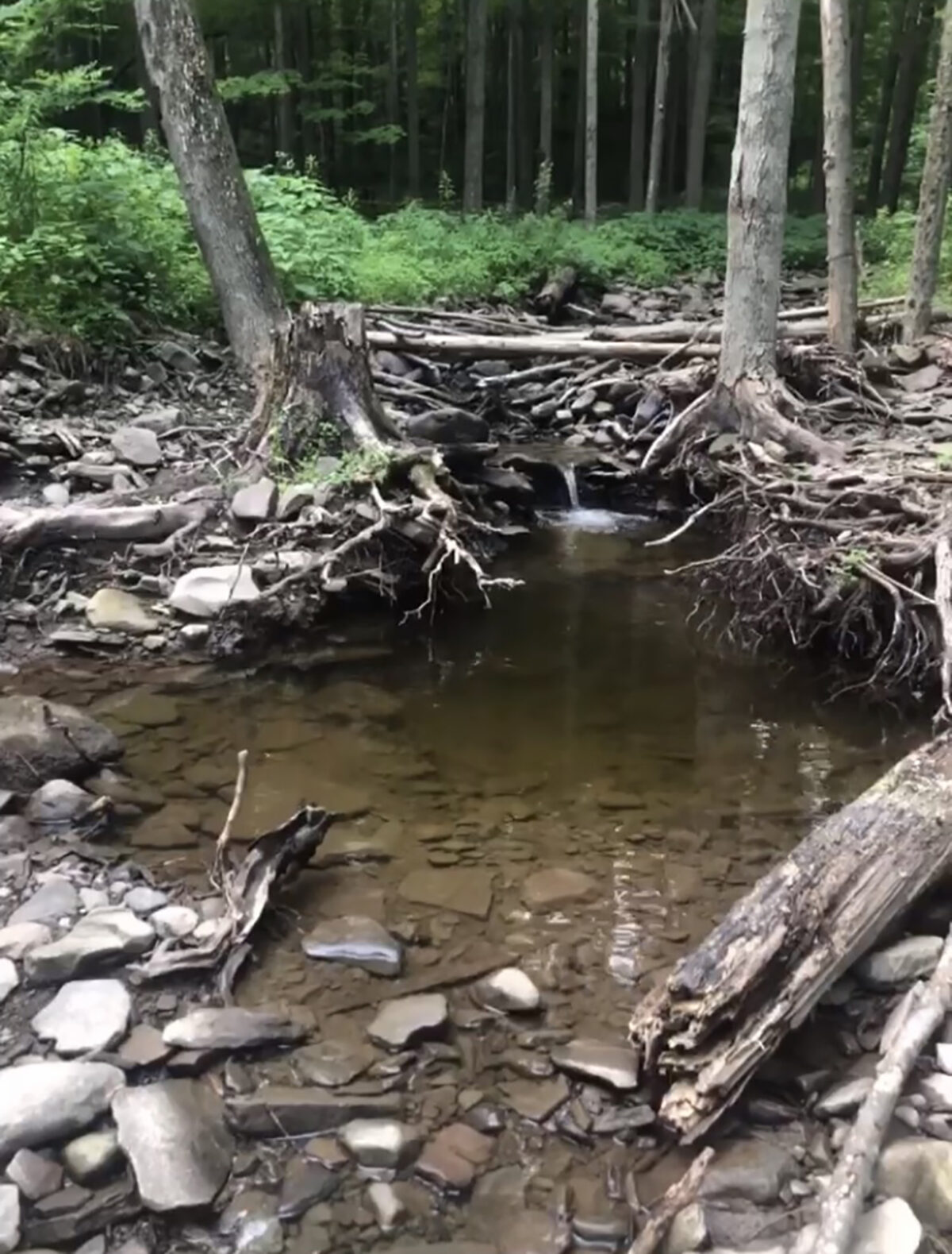 Patient photos centerpiece of powerful new display at Clarks Summit ...